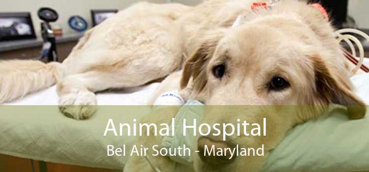 Animal Hospital Bel Air South - Small, Affordable, And Emergency Animal ...